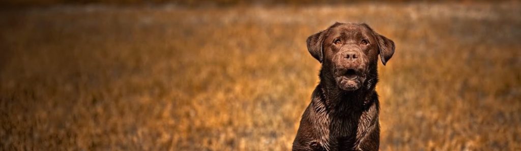 About – Dog World Kennel Club