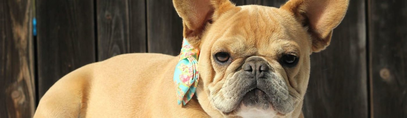 About – Dog World Kennel Club